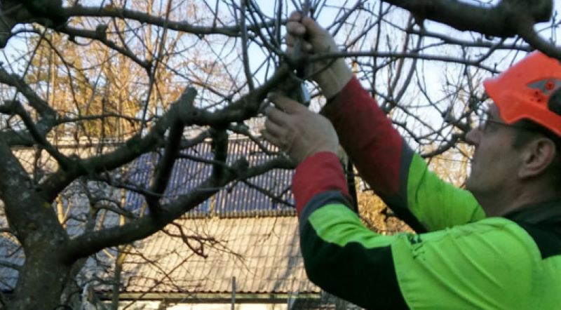 Obrezovanje slive; da bo slivova marmelada še okusnejša - David Vidrih